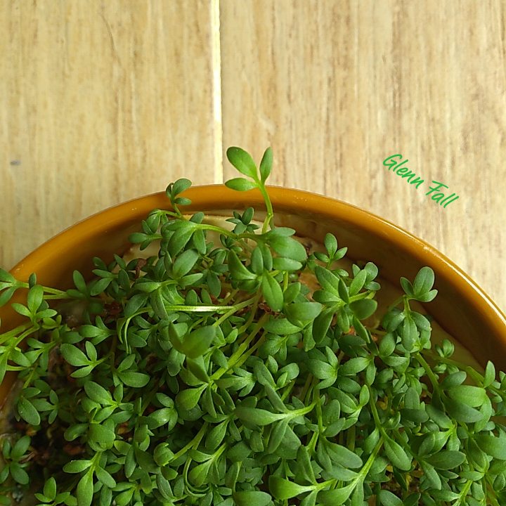 How to Grow Garden Cress – Glenn's Nest
